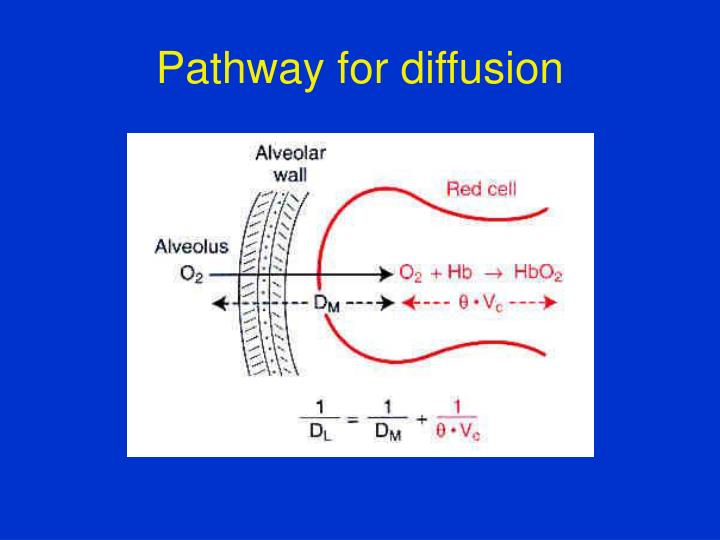 PPT - DM Seminar 23.01.04 Diffusion Capacity Puneet Malhotra Dept. of ...
