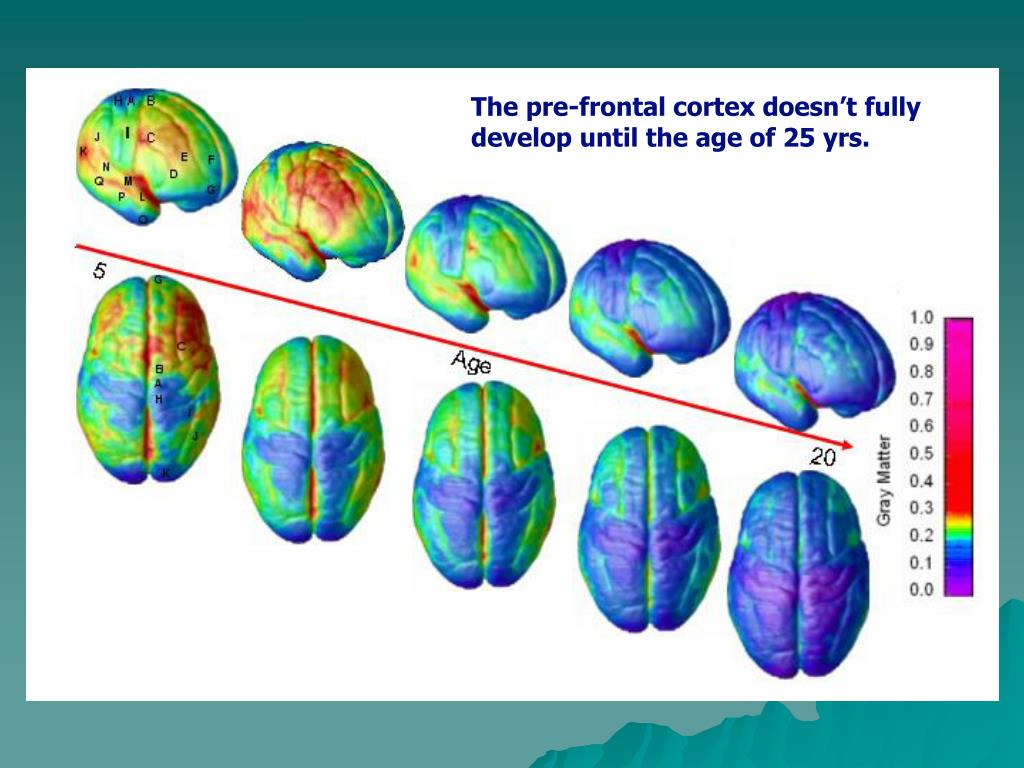 PPT The Pre frontal Cortex Doesn t Fully Develop Until The Age Of 25