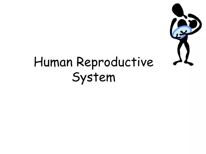 PPT - Human Reproductive System PowerPoint Presentation, free download ...