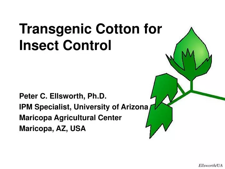 PPT - Transgenic Cotton for Insect Control PowerPoint Presentation ...