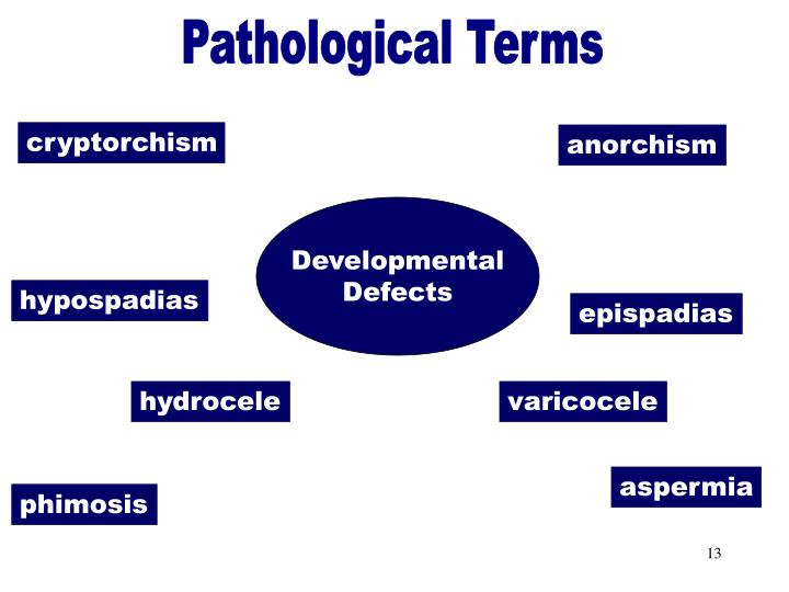 PPT - The Male Reproductive System PowerPoint Presentation - ID:1239552