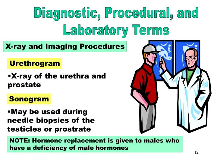 PPT - The Male Reproductive System PowerPoint Presentation - ID:1239552