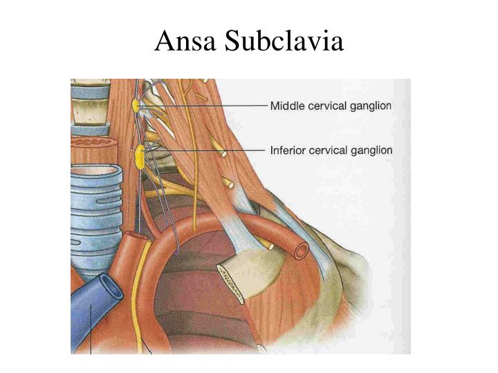 PPT - Root of the Neck PowerPoint Presentation - ID:1240759