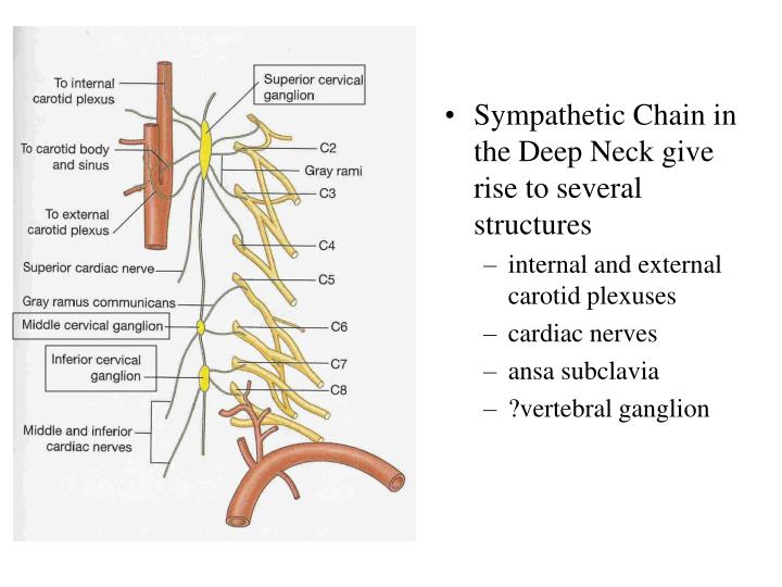 PPT - Root of the Neck PowerPoint Presentation - ID:1240759