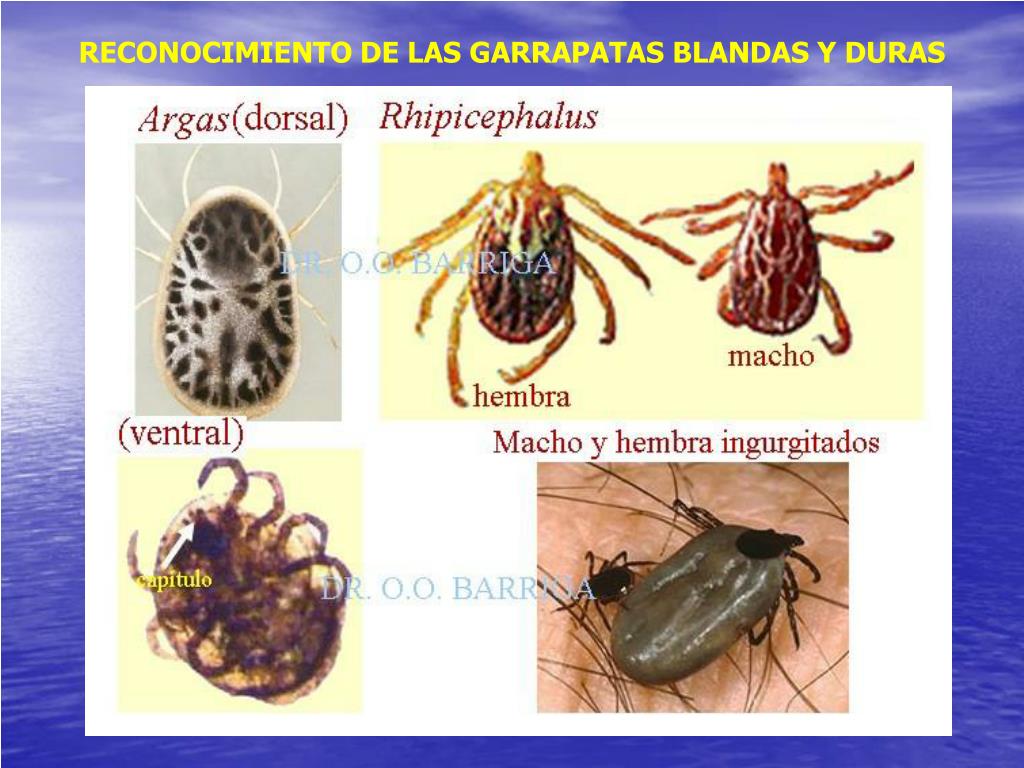 PPT - LAS GARRAPATAS O IXODES PowerPoint Presentation, free download ...