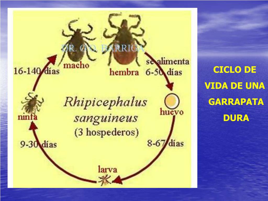 PPT - LAS GARRAPATAS O IXODES PowerPoint Presentation, free download ...