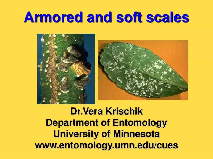 PPT - Armored and soft scales PowerPoint Presentation, free download ...
