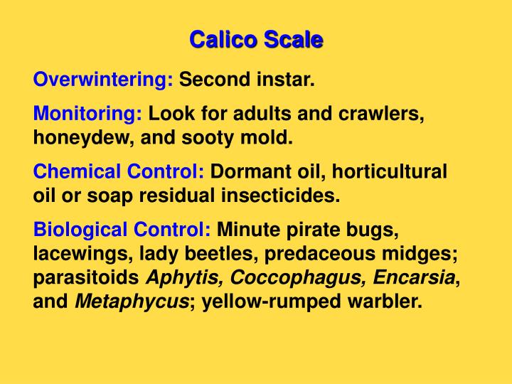 PPT - Armored and soft scales PowerPoint Presentation - ID:1243940