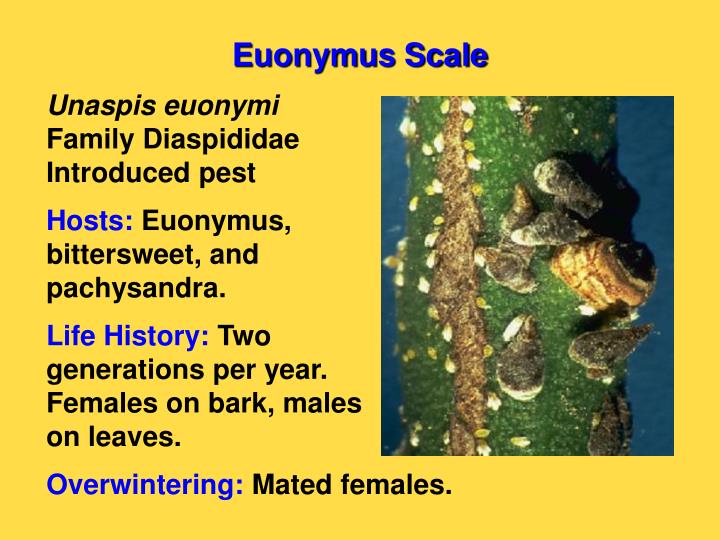 PPT - Armored and soft scales PowerPoint Presentation - ID:1243940