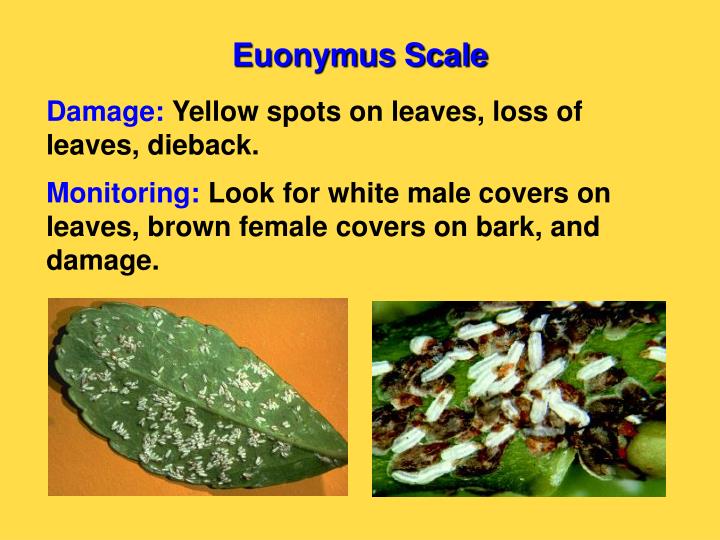 PPT - Armored and soft scales PowerPoint Presentation - ID:1243940