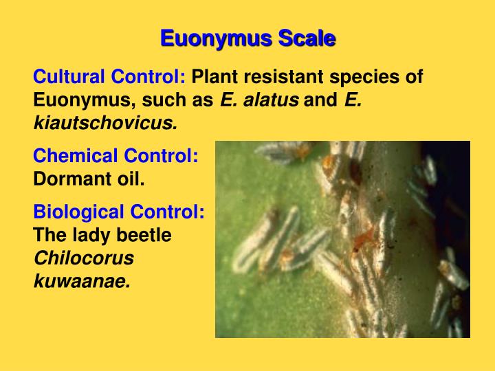 PPT - Armored and soft scales PowerPoint Presentation - ID:1243940