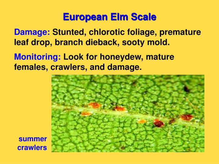 PPT - Armored and soft scales PowerPoint Presentation - ID:1243940