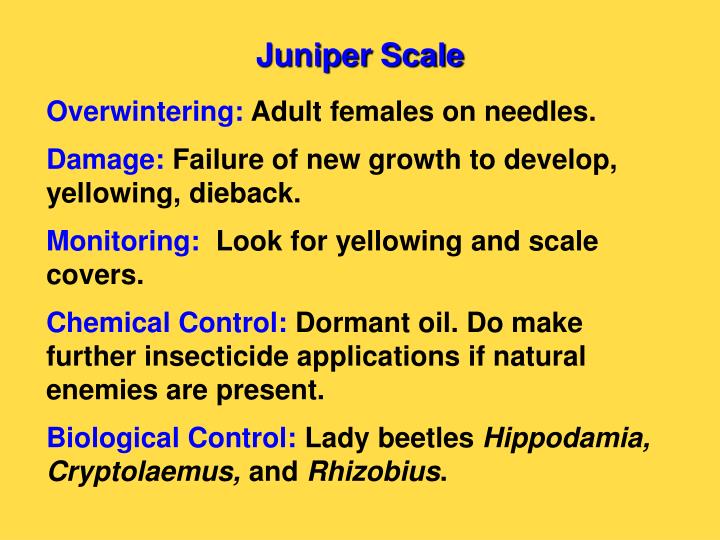 PPT - Armored and soft scales PowerPoint Presentation - ID:1243940