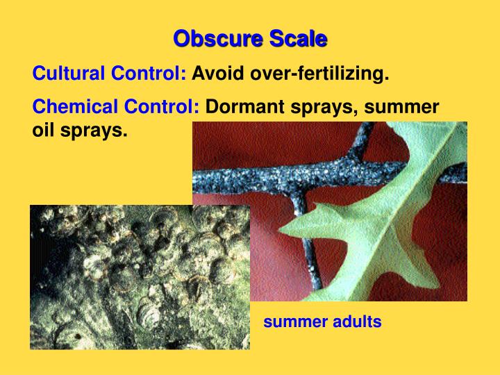 PPT - Armored and soft scales PowerPoint Presentation - ID:1243940