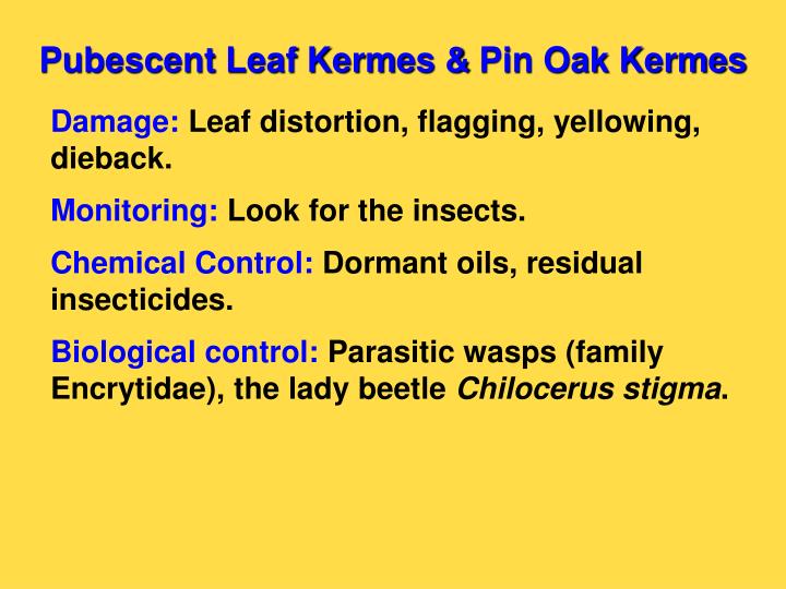 PPT - Armored and soft scales PowerPoint Presentation - ID:1243940