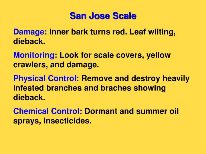 PPT - Armored and soft scales PowerPoint Presentation - ID:1243940
