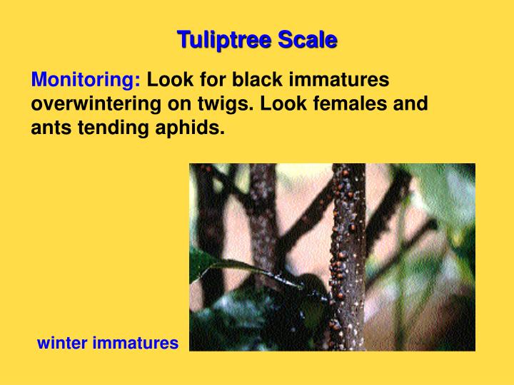 PPT - Armored and soft scales PowerPoint Presentation - ID:1243940