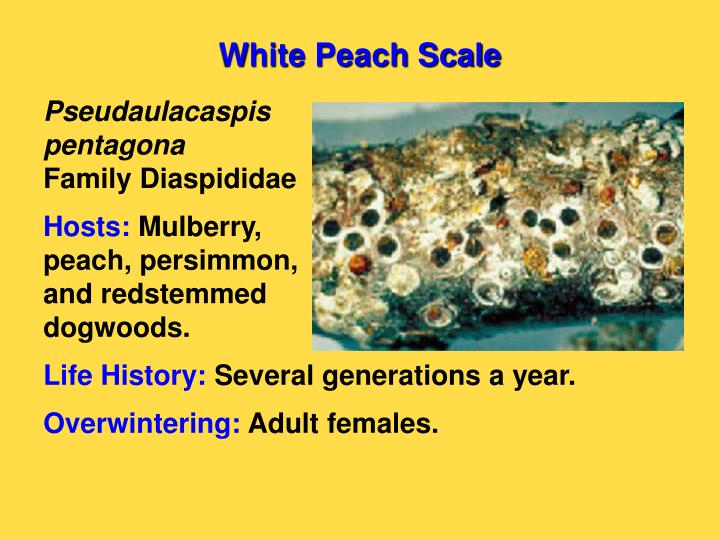 PPT - Armored and soft scales PowerPoint Presentation - ID:1243940