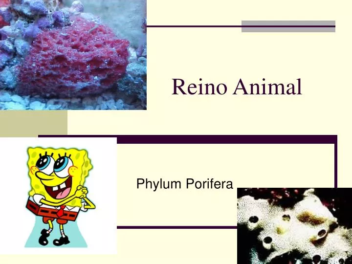 PPT - Reino Animal PowerPoint Presentation, free download - ID:1244825
