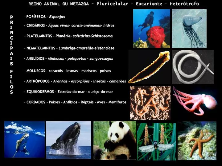 PPT - REINO ANIMAL OU METAZOA - Pluricelular – Eucarionte – Heterótrofo ...