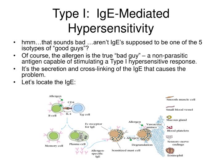 PPT - Hypersensitivity PowerPoint Presentation - ID:1244935