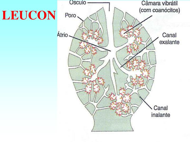 PPT - PHYLUM PORIFERA PowerPoint Presentation - ID:1245516