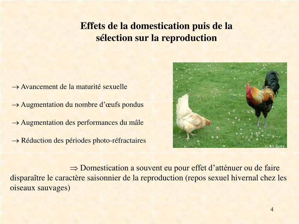 PPT - Poules et coqs reproducteurs PowerPoint Presentation, free ...
