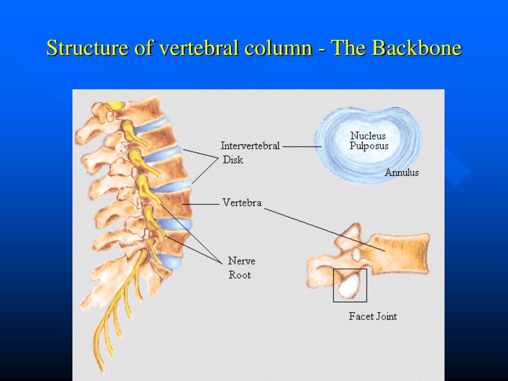 Ppt Structure Of Vertebral Column The Backbone Powerpoint