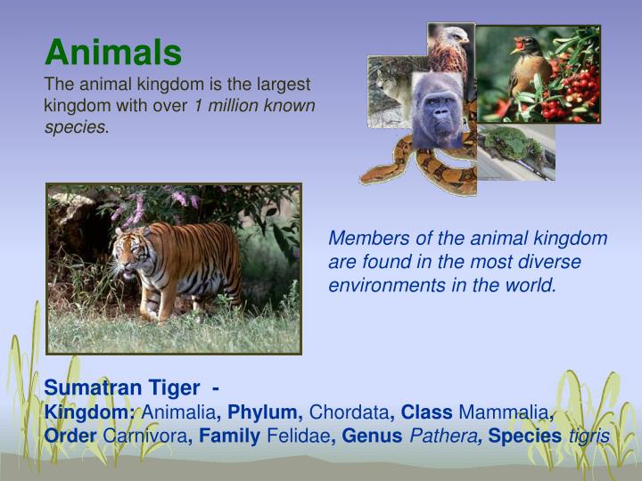 PPT - The Six Kingdoms PowerPoint Presentation - ID:1249863