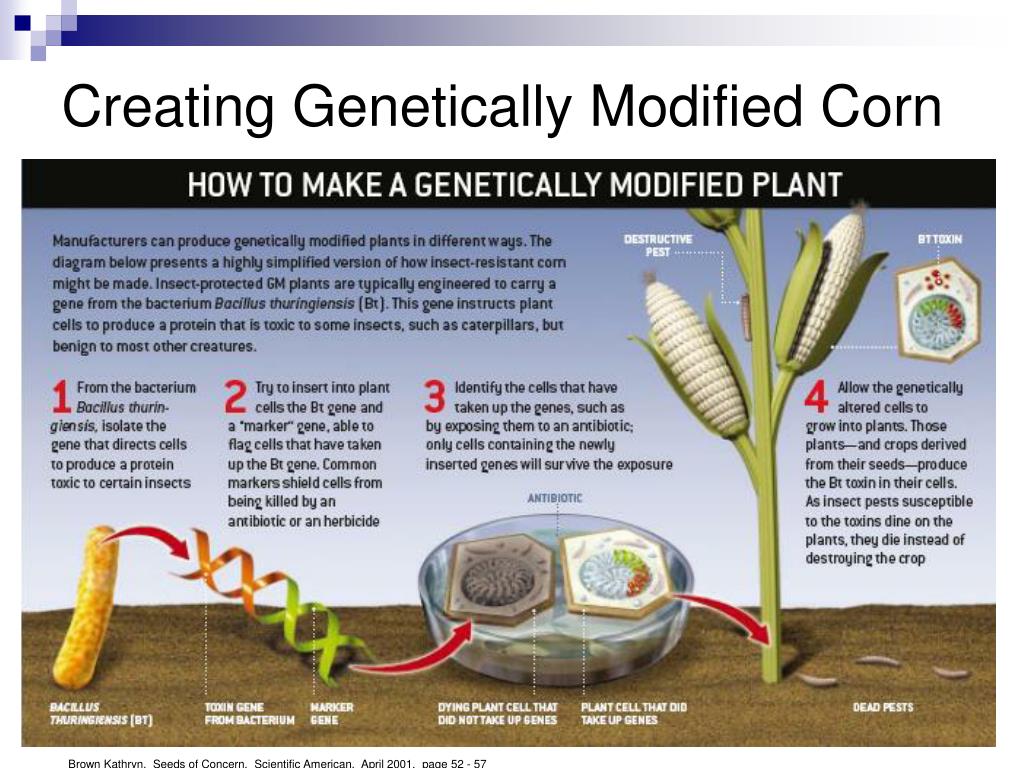 Pdf Genetically Engineered Modified Crops Bacillus Thuringiensis | My ... Pdf Genetically Engineered Modified Crops Bacillus Thuringiensis | My ...