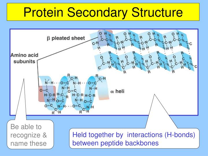 PPT - Chapter 5c: The Structure and Function of Macromolecules ...