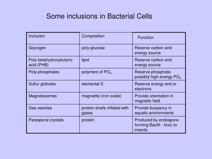 PPT - Bacterial Cell Structure and Function Part 2: cell envelope and ...