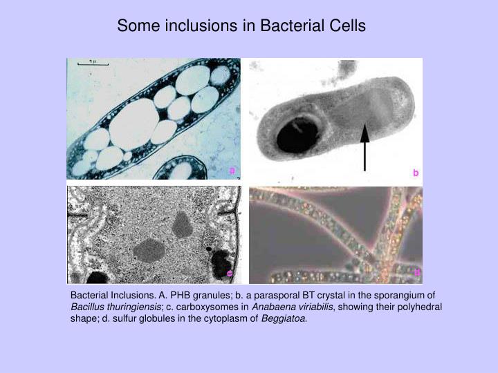 PPT - Bacterial Cell Structure and Function Part 2: cell envelope and ...