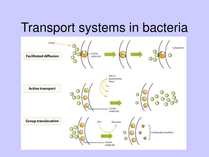PPT - Bacterial Cell Structure and Function Part 2: cell envelope and ...
