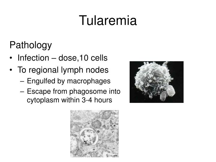 PPT - Bacterial Diseases of Wildlife PowerPoint Presentation - ID:1250567
