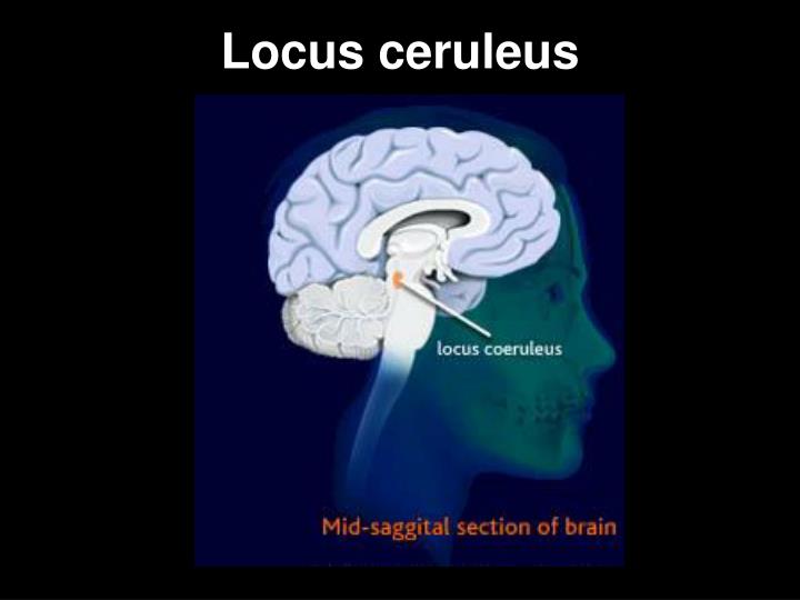 PPT - Central Nervous System PowerPoint Presentation - ID:1250624