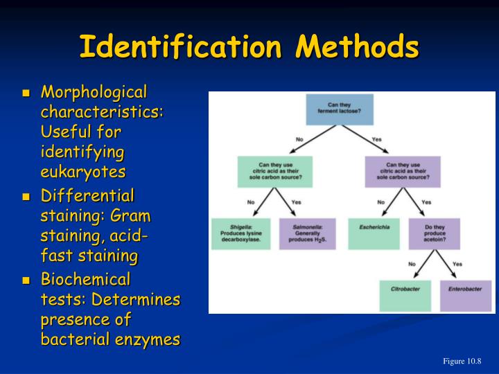PPT - Classification of Microorganisms PowerPoint Presentation - ID:1250629