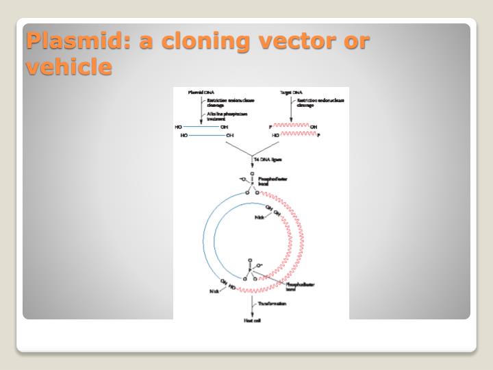 PPT - Recombinant DNA Technology PowerPoint Presentation - ID:1251013