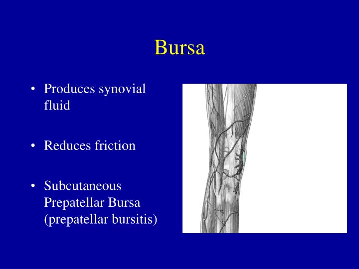 PPT - Joint Classification (Function/Structure) PowerPoint Presentation ...