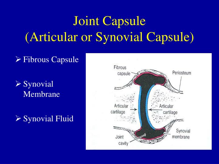 PPT - Joint Classification (Function/Structure) PowerPoint Presentation ...