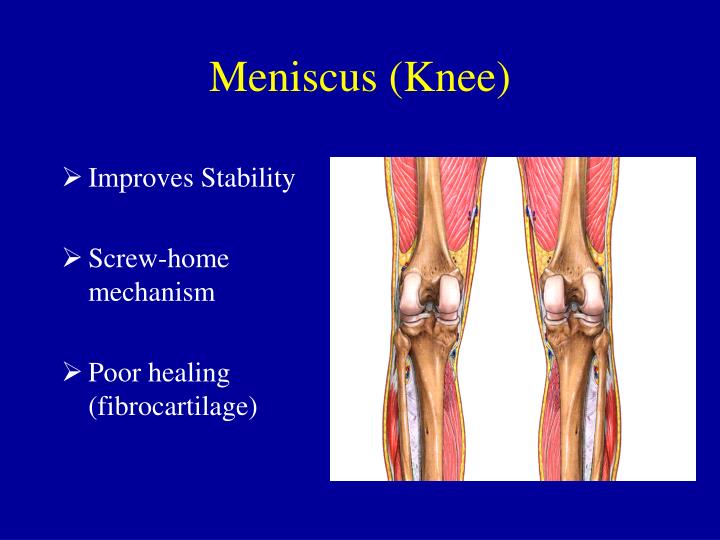 PPT - Joint Classification (Function/Structure) PowerPoint Presentation ...
