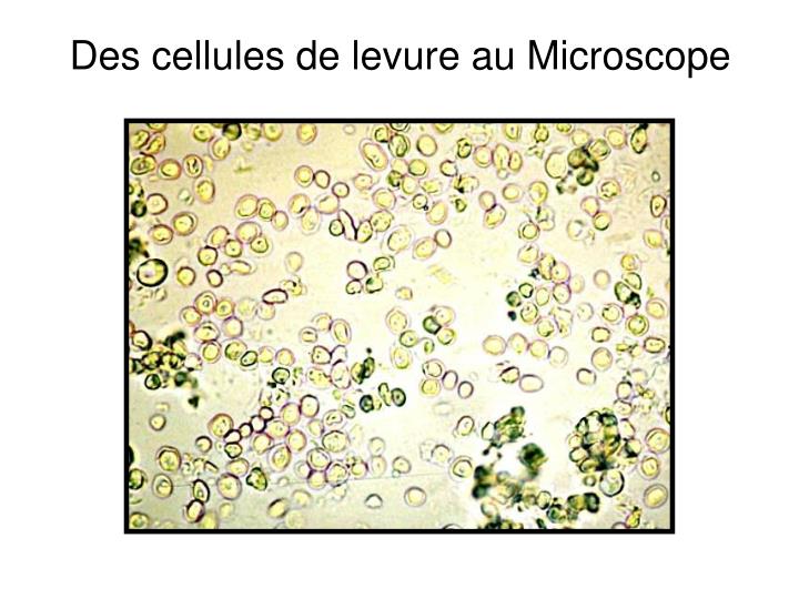 PPT - TP Champignons PowerPoint Presentation - ID:1252054