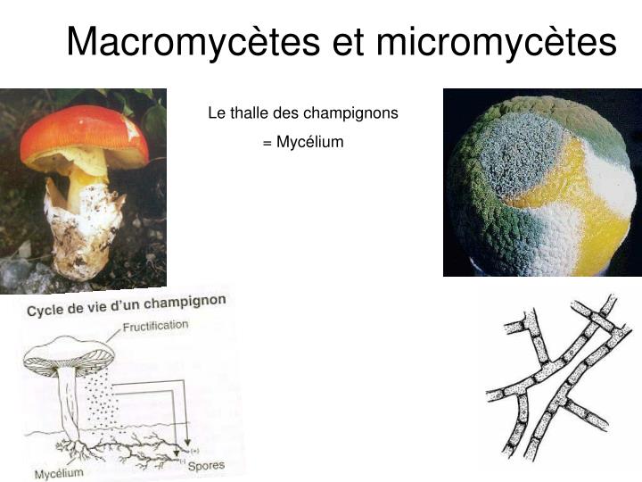 PPT - TP Champignons PowerPoint Presentation - ID:1252054