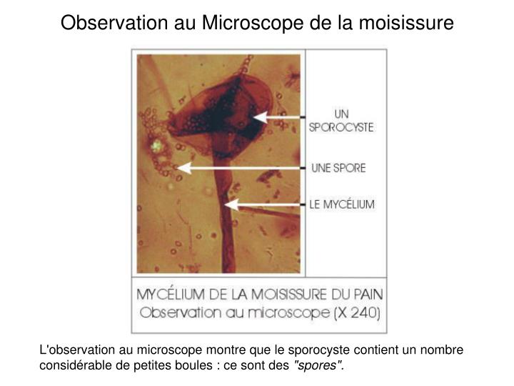 PPT - TP Champignons PowerPoint Presentation - ID:1252054