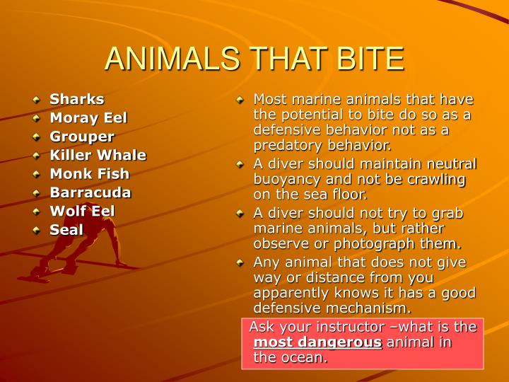PPT - ANIMALS THAT BITE PowerPoint Presentation, free download - ID:1255299