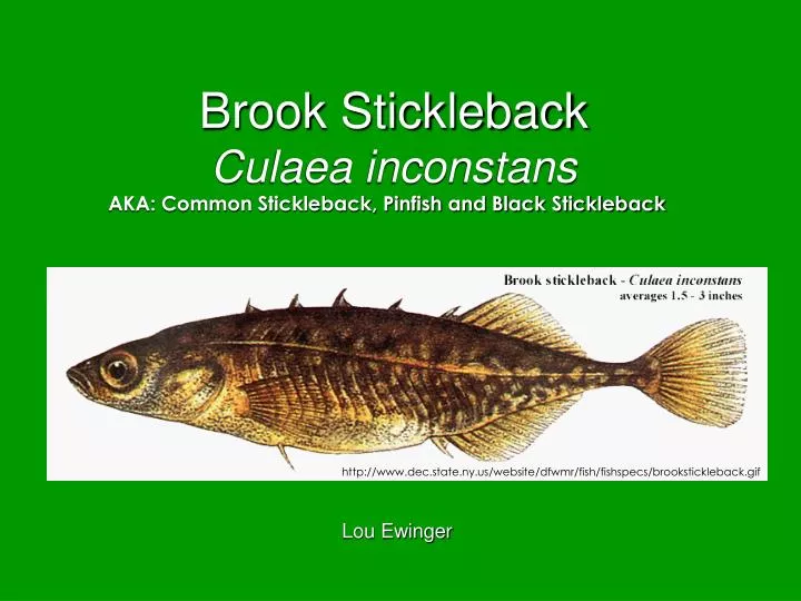 PPT - Brook Stickleback Culaea inconstans PowerPoint Presentation, free ...