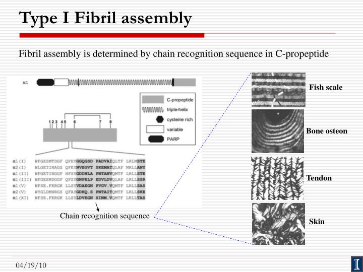 PPT - EXTRACELLULAR MATRIX PROTEINS AND PROTEINASES PowerPoint ...