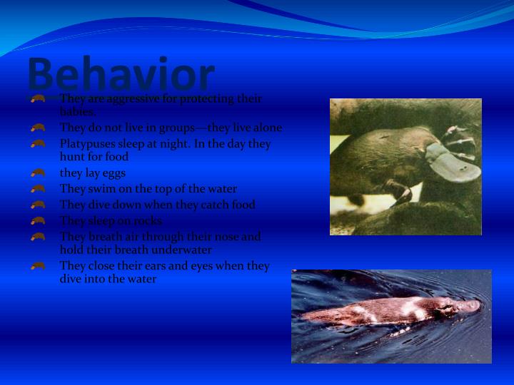 PPT - Platypus PowerPoint Presentation - ID:1259685