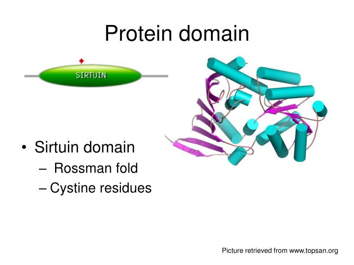 PPT - SIRT6 and the disease of aging PowerPoint Presentation - ID:1263941