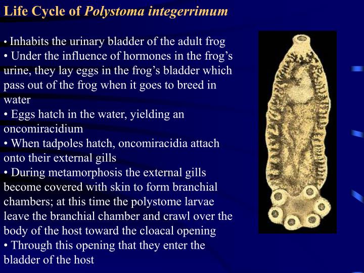 PPT - Chapter 19 - Class Monogenea Most species are ectoparasitic ...